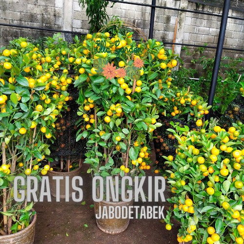 Jual Pohon Jeruk Imlek Jeruk Kimkit Ukuran Extra Large (XL) Tinggi ...