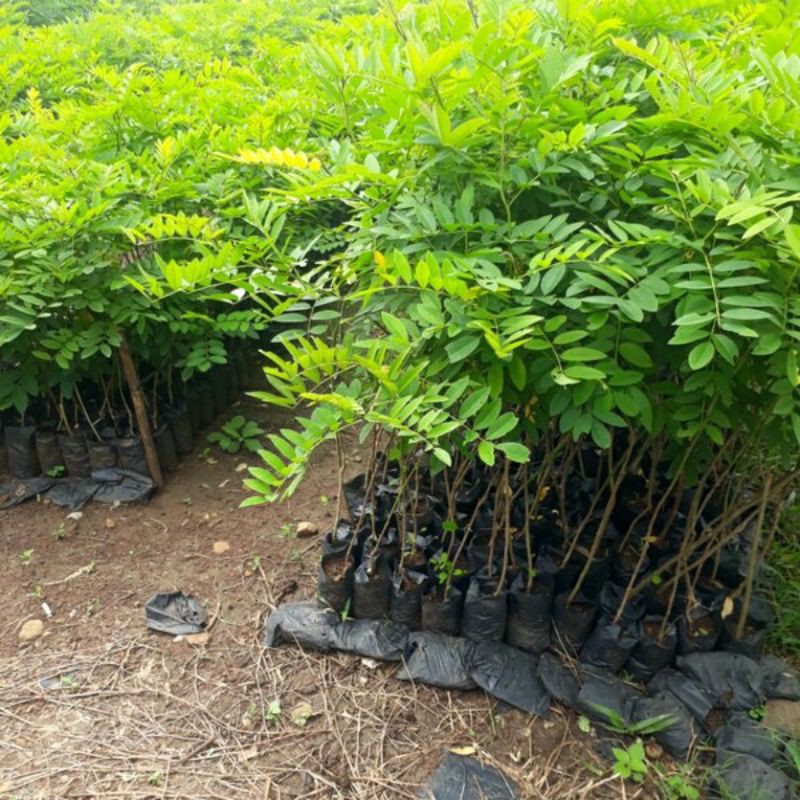 Jual bibit tanaman indigofera tinggi 80cm | Shopee Indonesia