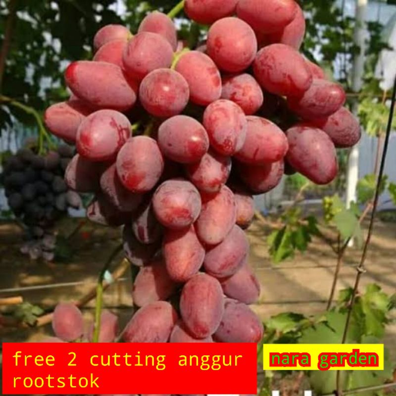 Jual Bibit Anggur Import Taldun Garansi Valid 100% | Shopee Indonesia