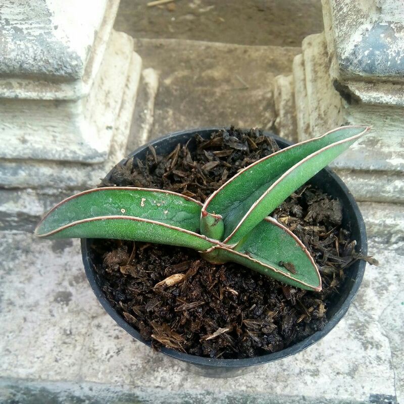 Jual sansievera mini DGC | Shopee Indonesia