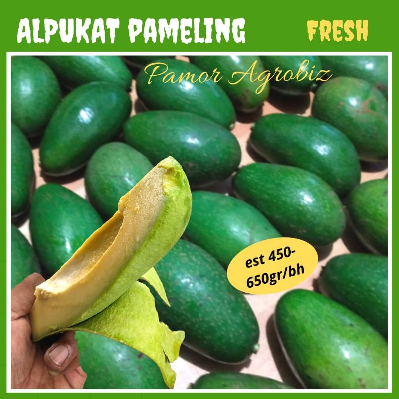 Jual Buah Segar Alpukat Jumbo Pameling (medium) 3 Kg - Petik Pohon ...