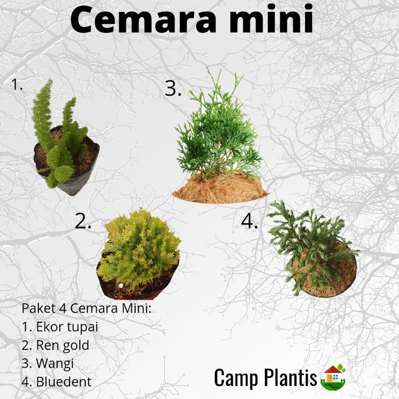 Jual Paket tanaman hias 4 cemara mini - 4 jenis | Shopee Indonesia