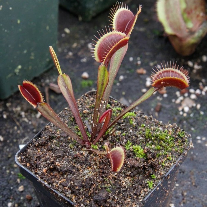 Jual Tanaman Karnivora Venus Flytrap Red Dragon "Akai ryu" | Shopee ...