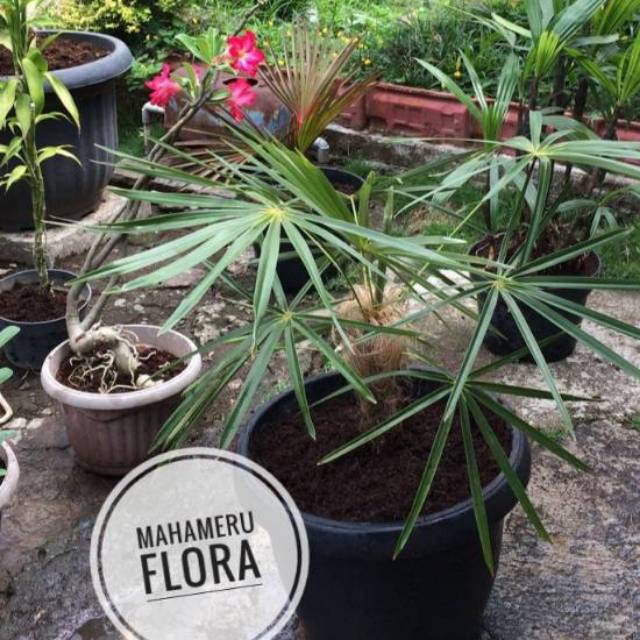 Jual Tanaman Palem Jenggot Asli | Shopee Indonesia