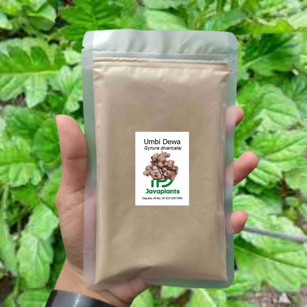 Jual Bubuk Umbi Dewa 250 g Samsit Simplisia Serbuk Rimpang Daun Dewa ...