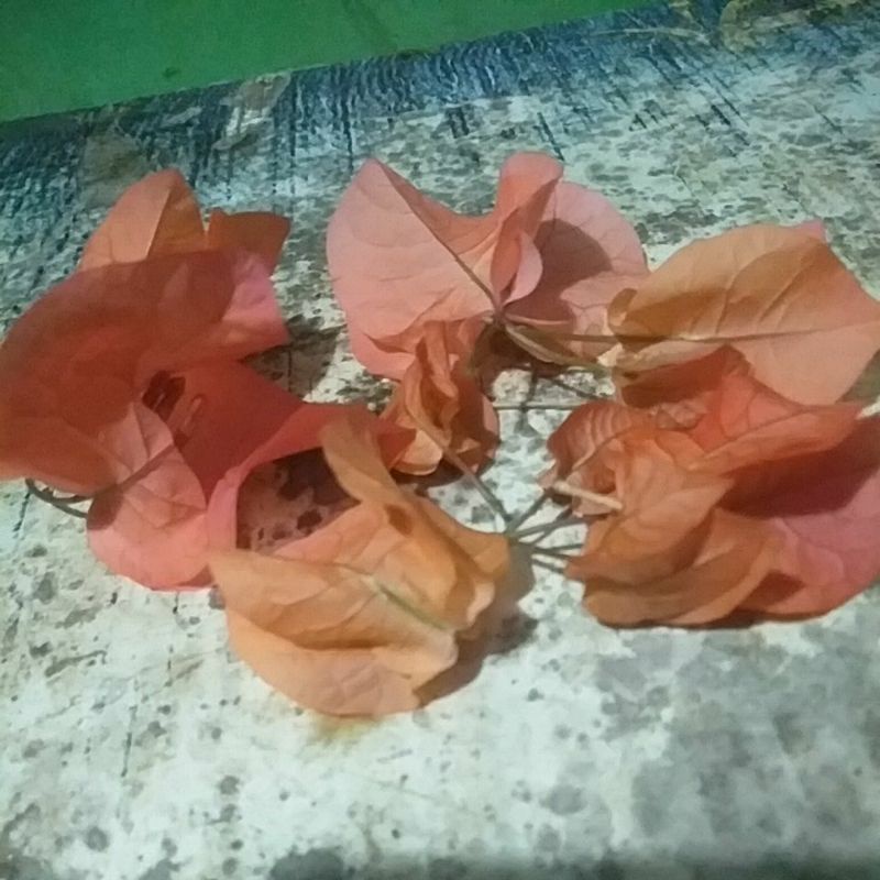 Jual bunga real (asli) | Shopee Indonesia