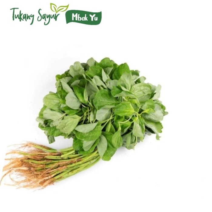 Jual Bayam segar 1 ikat | Shopee Indonesia