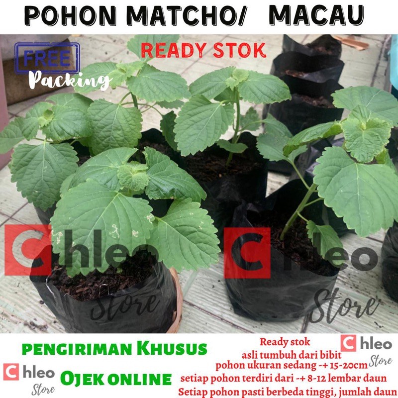 Jual Pohon Macho/ daun pohon macho | Shopee Indonesia