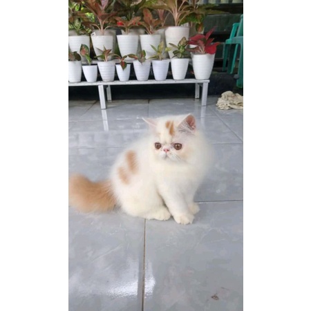 Jual (RAS PEAKNOSE) KUCING KITTEN PERSIA MEDIUM ANGGORA KUCING JANTAN ...
