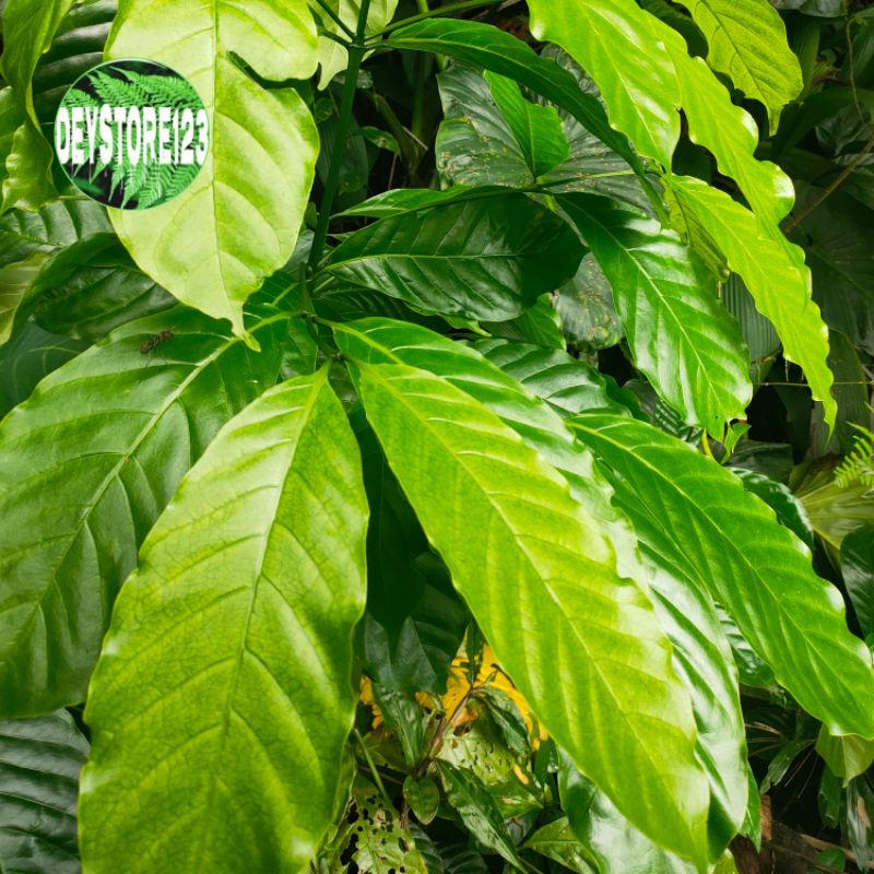 Jual Daun kopi muda per 1 kg di petik ketika orderan masuk | Shopee ...