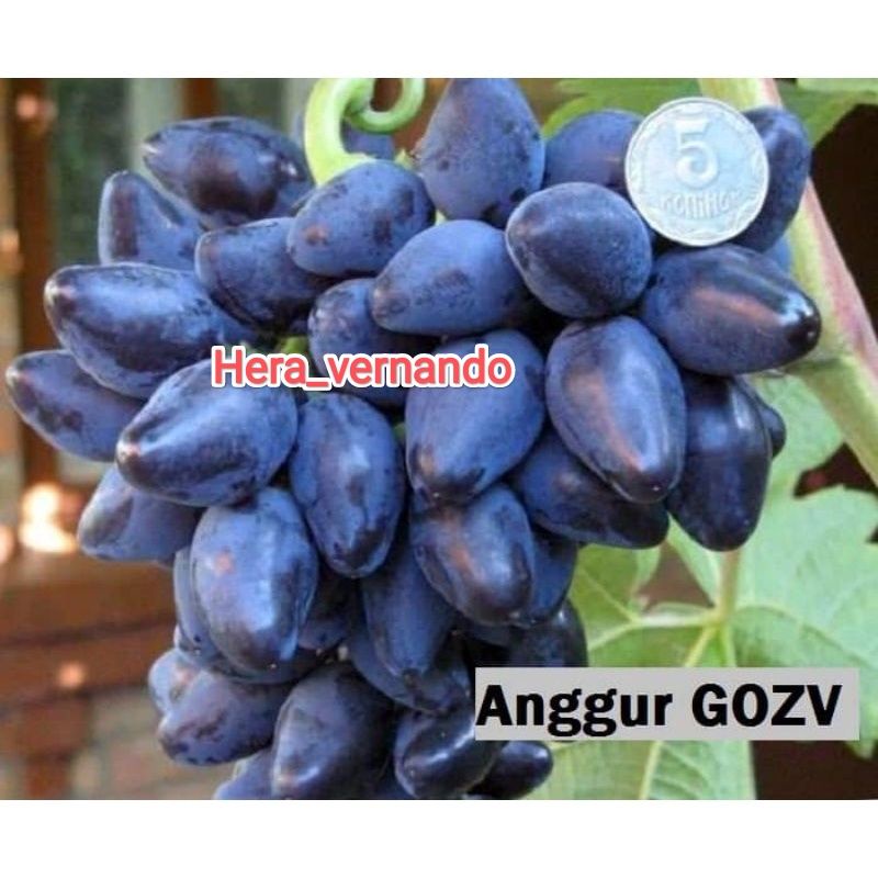 Jual Bibit Anggur Gozv Asli Hasil Grafting | Shopee Indonesia