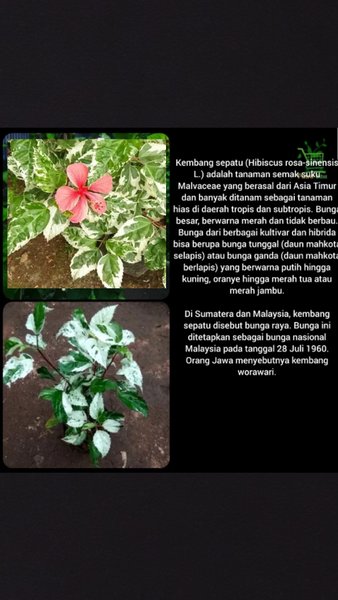 Jual Tanaman Bunga Sepatu Putih Variegata - Bibit Pohon Kembang Hias ...