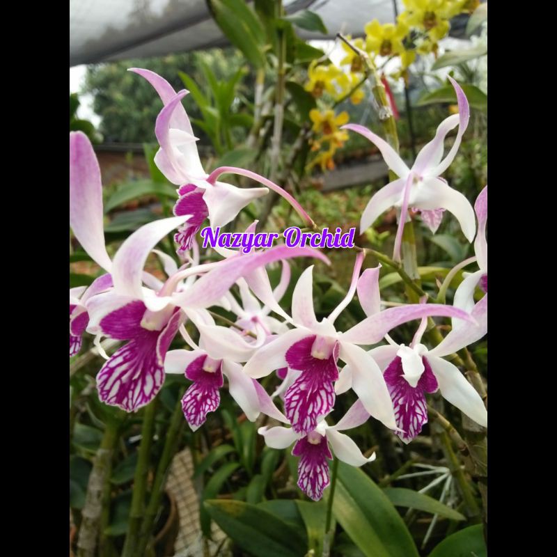 Jual Anggrek Dendrobium Caesar Warawan | Shopee Indonesia