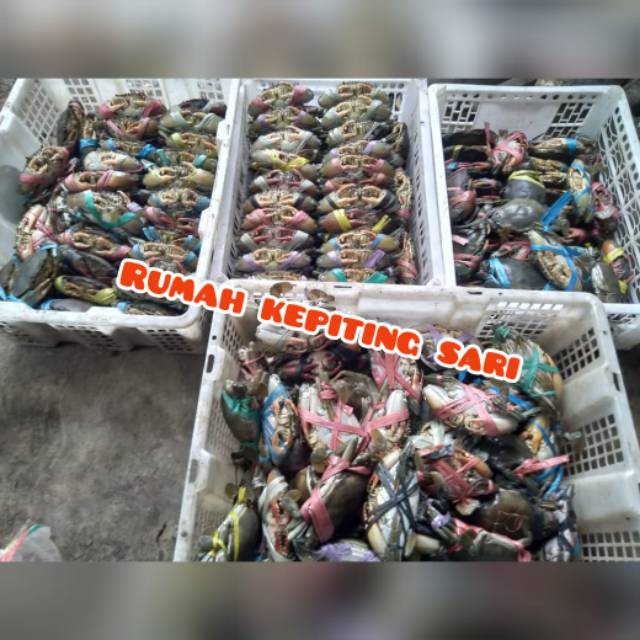 Jual Kepiting fresh | Shopee Indonesia