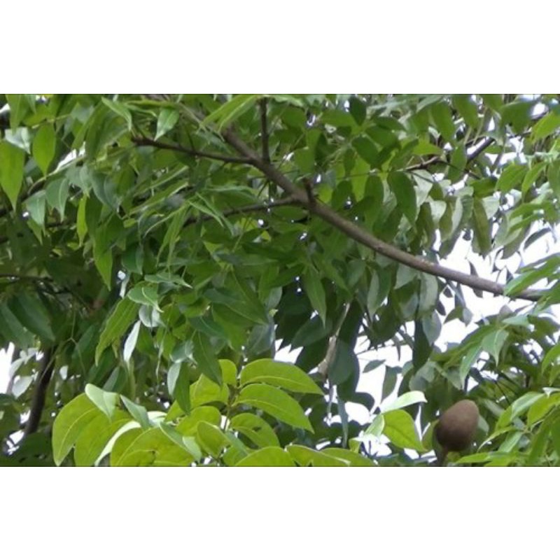 Jual Daun mahoni segar 500gr | Shopee Indonesia