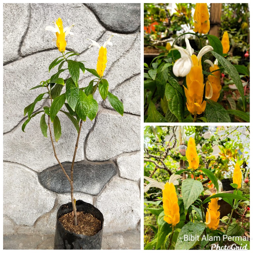 Jual Tanaman Hias Bunga Lilin Mas | Shopee Indonesia