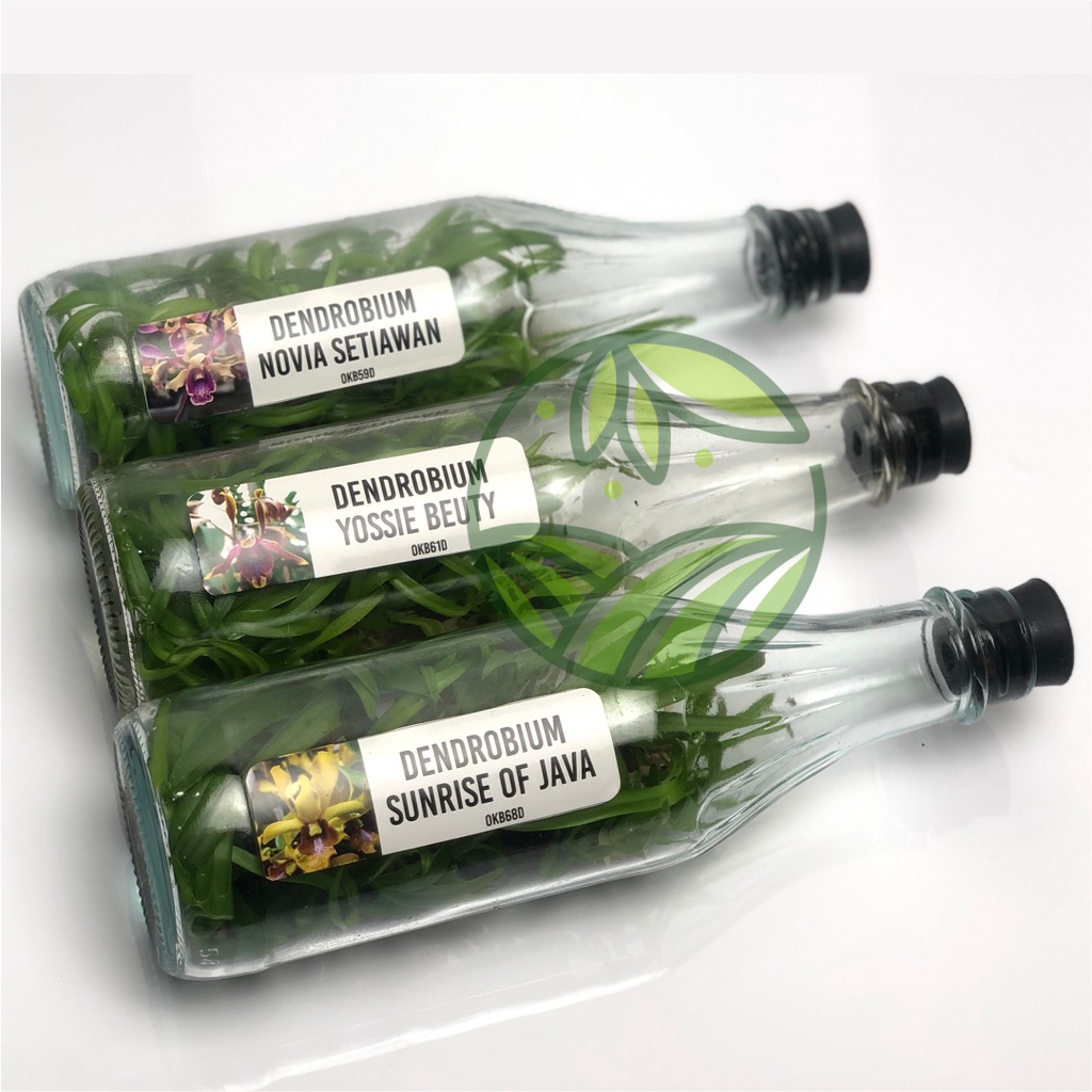 Jual Bibit Anggrek Dendrobium Botol Anggrek Botolan Bibit Botol ...