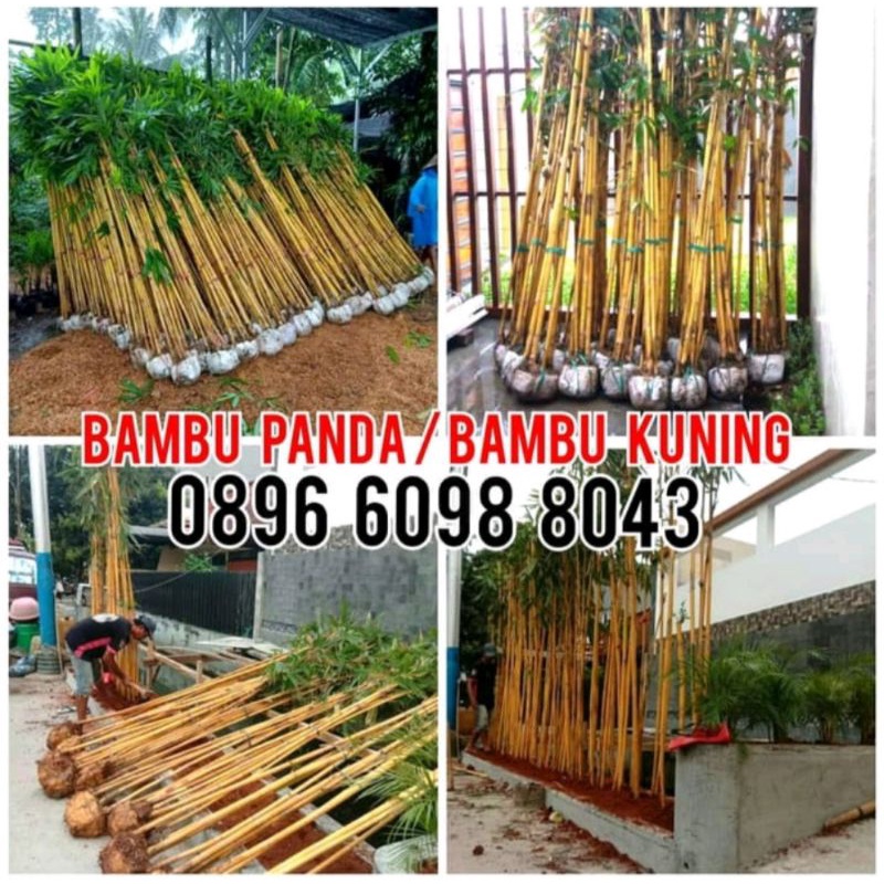 Jual Bambu Kuning Panda tinggi 3 meter | Shopee Indonesia