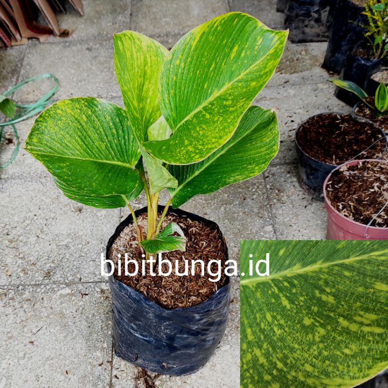 Jual [LANGKA] Calathea lutea varigata variegata mutasi / bibit tanaman ...