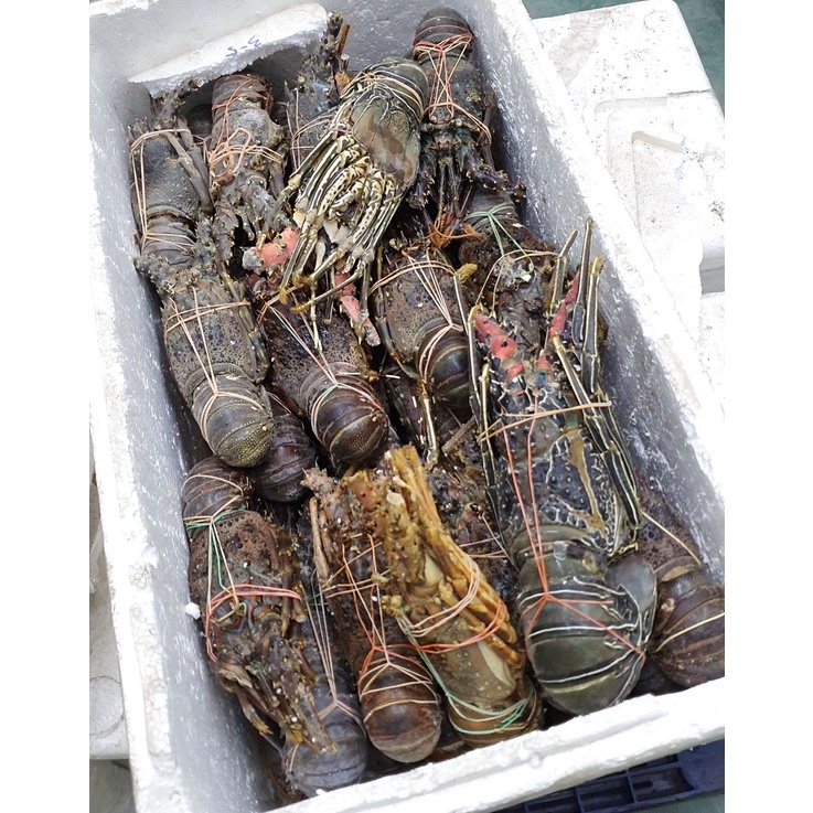Jual LOBSTER Pasir Pakistan Batu Frozen Udang Lobster Laut Beku 1Kg ...