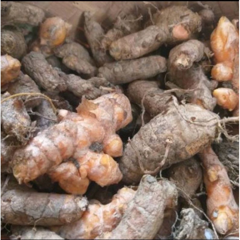 Jual RIMPANG KUNYIT ATAU KUNIR SEGAR 1 KG | Shopee Indonesia