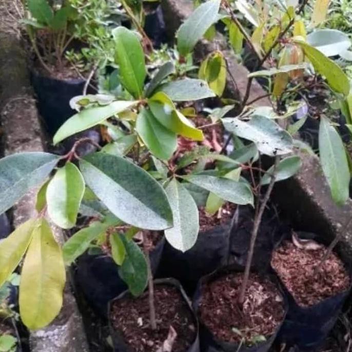 Jual super bibit tanaman buah jamblang hitam/pohon duwet juwet java ...