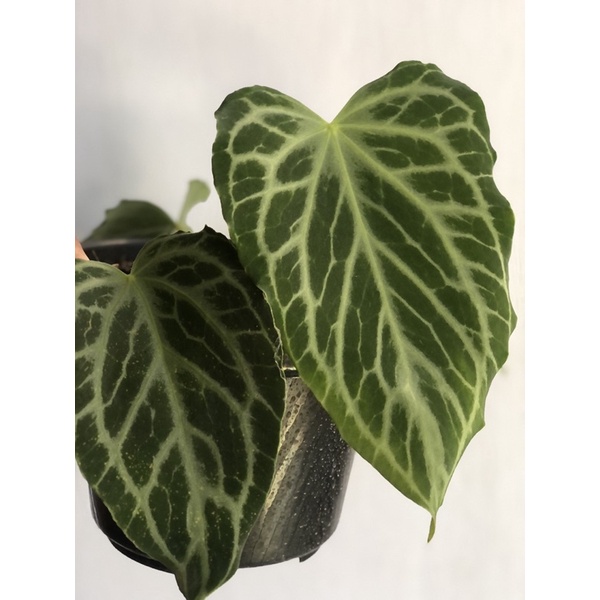 Jual anthurium tiger strip / rare plant | Shopee Indonesia