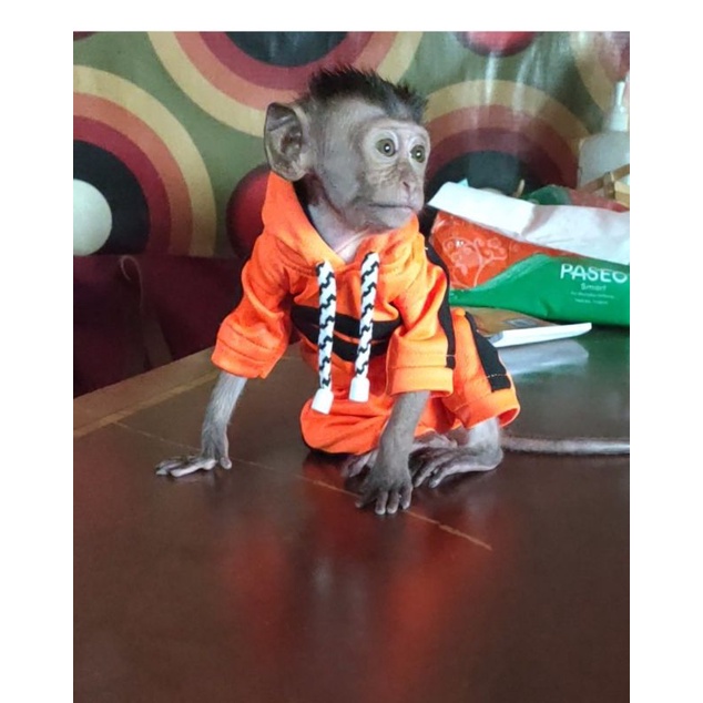 Jual BAJU MONPAI & BERUK baby & dewasa .baca diskripsi ukuran sebelum ...