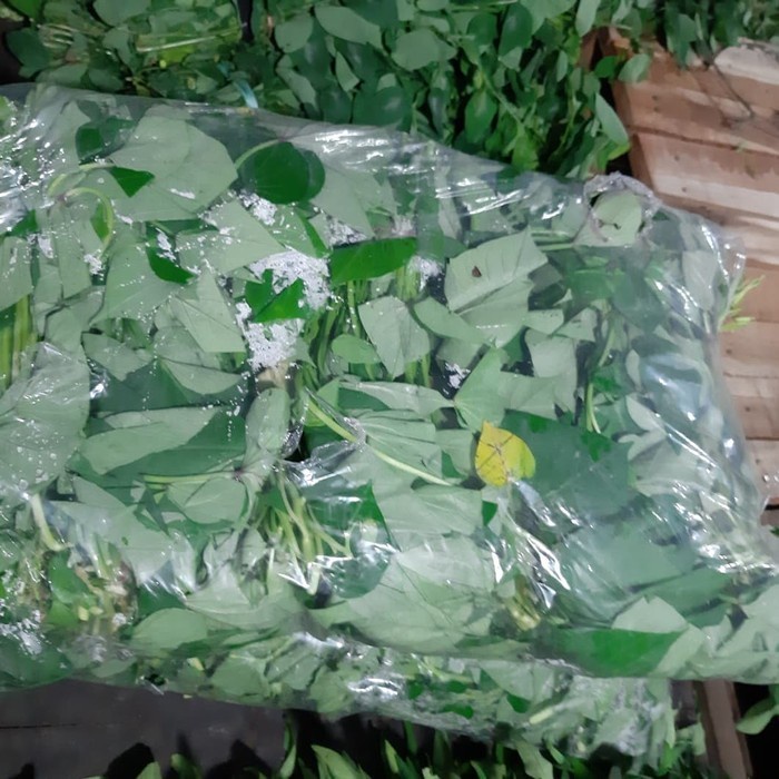 Jual Sayur Daun Ubi Jalar/Daun Ketela Rambat 1 kantong | Shopee Indonesia