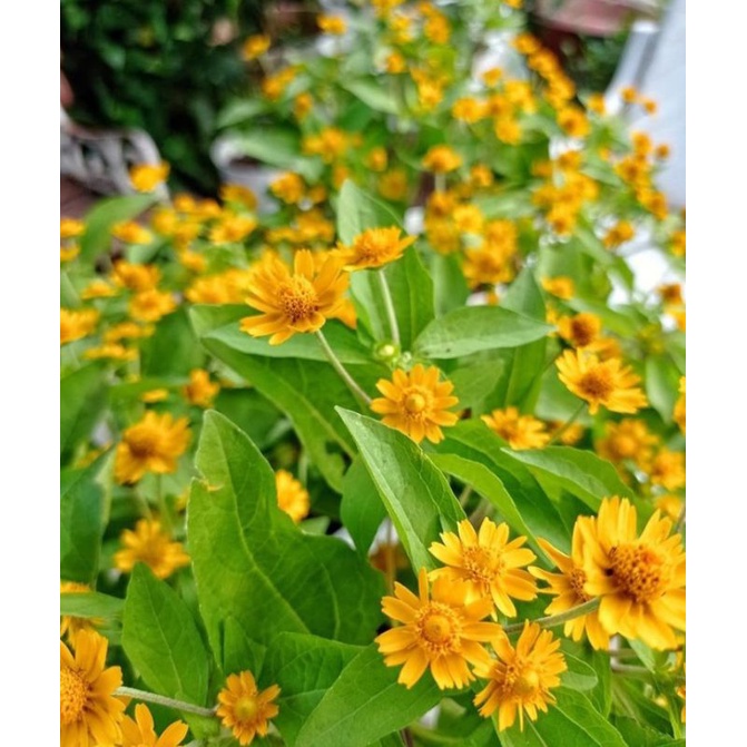 Jual Tanaman hias matahari mini / Bunga matahari mini / Bunga seribu ...
