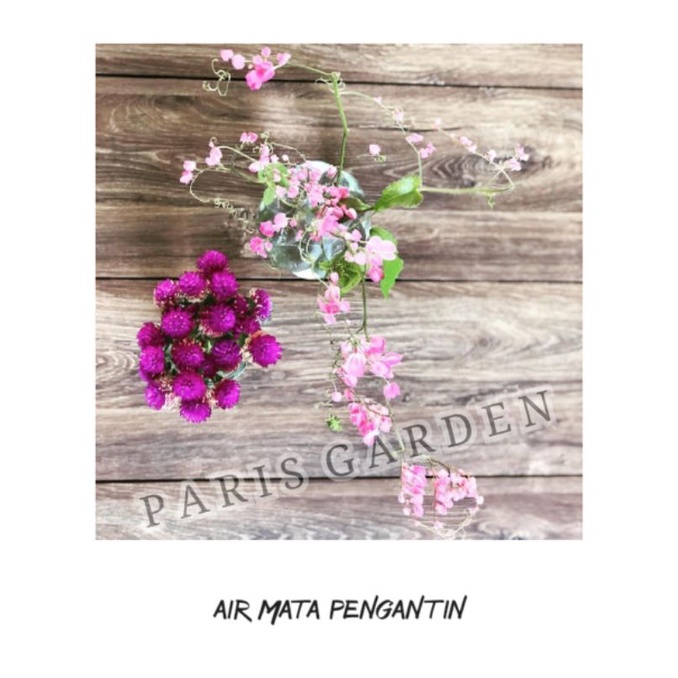 Jual BUNGA AIR MATA PENGANTIN TINGGI 1,5 METER - TANAMAN BUNGA AIR MATA ...