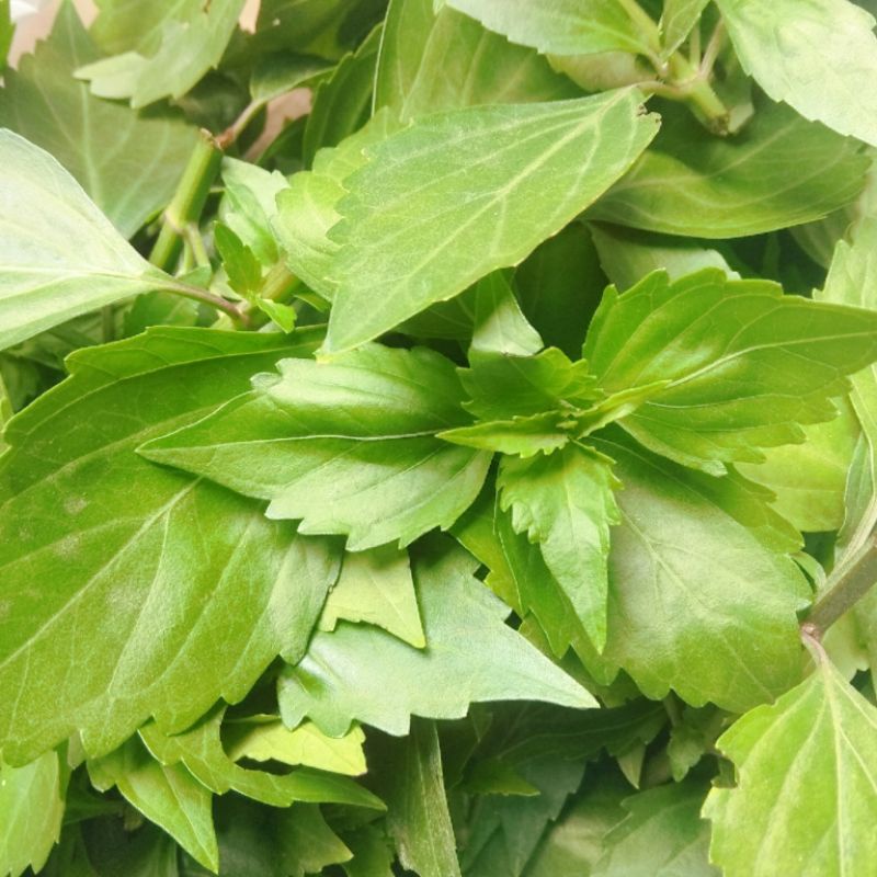 Jual Daun Kumis Kucing Segar (100 Gram) | Shopee Indonesia