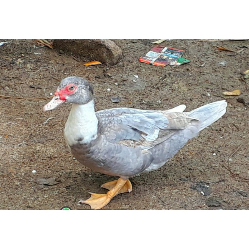 Jual TELUR ENTOK / MENTOK HIAS RAMBON SUPER JUMBO UNTUK DI TETASKAN ...