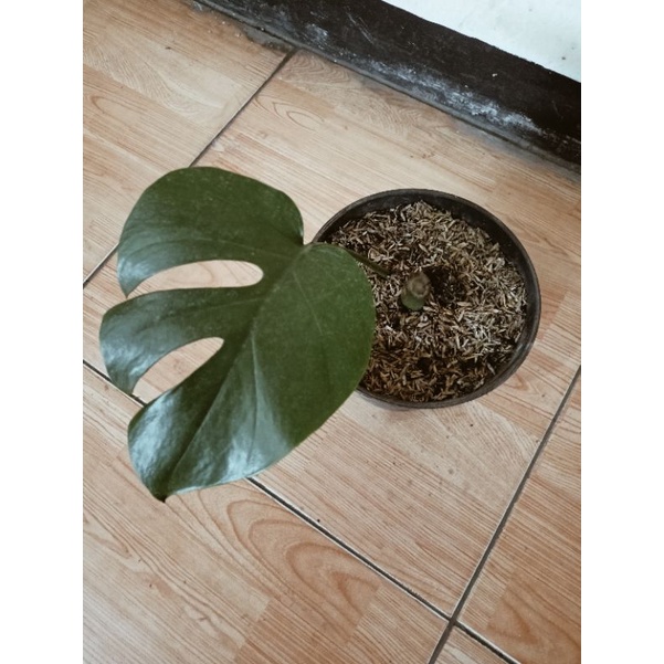 Jual bogol monstera raphidopora 1 daun | Shopee Indonesia