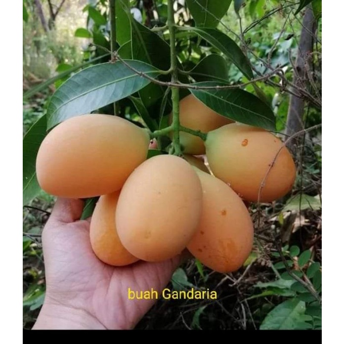 Jual BIBIT TANAMAN BUAH GANDARIA(UNGGUL BISA DI POT) | Shopee Indonesia