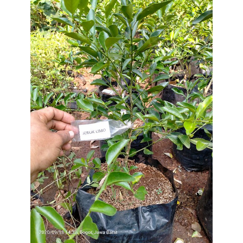 Jual pohon jeruk limo, pohon buah | Shopee Indonesia