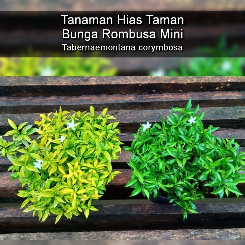 Jual Tanaman Hias Taman Bunga Rombusa Mini Hijau, Kuning & Silver ...