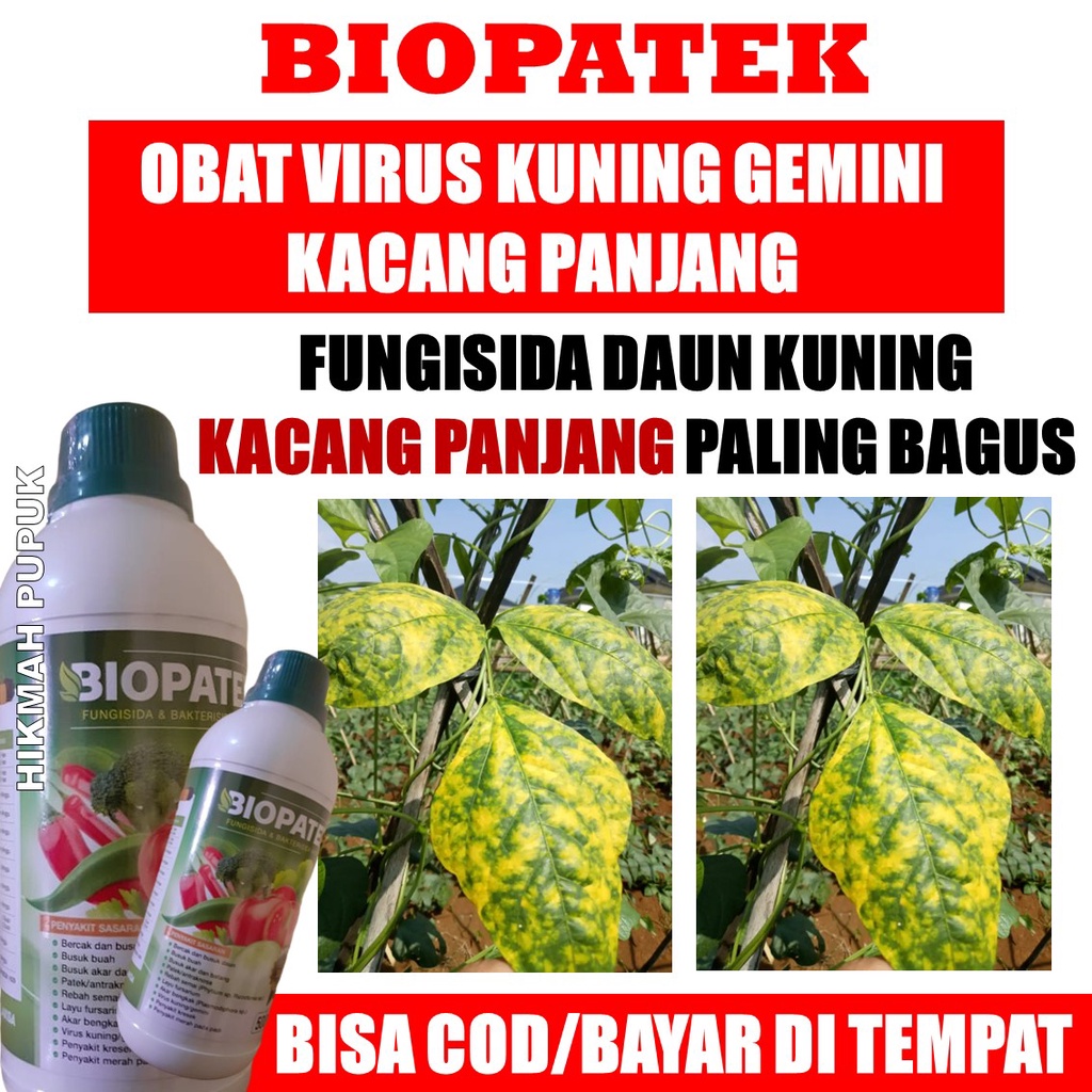 Jual FUNGISIDA HAYATI BIOPATEK DAUN KUNING PADA KACANG PANJANG, TERONG ...