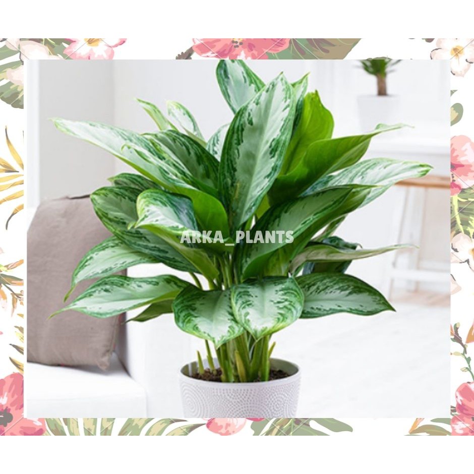 Jual BERAS KUTAH / SRI REZEKI / AGLONEMA COMMUTATUM | Shopee Indonesia