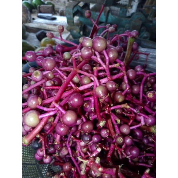 Jual parijoto / parijotho buah tingkep / tinggep / 7 bulanan 250gram ...