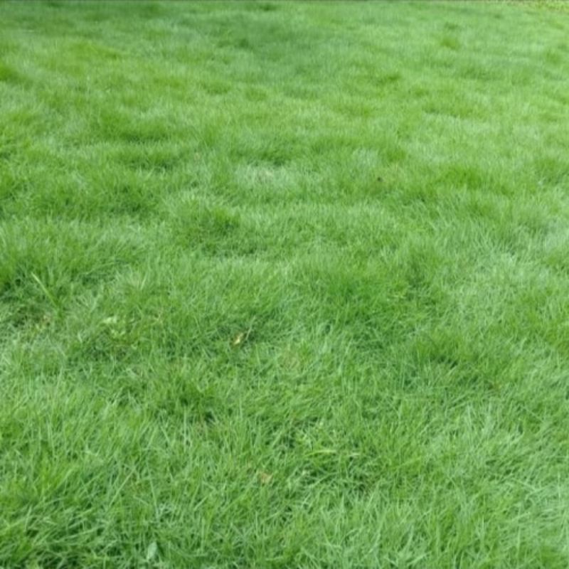 Jual RUMPUT HIDUP SWISS 1X1MTR/Rumput Swiss hidup 1 meter - tukang ...