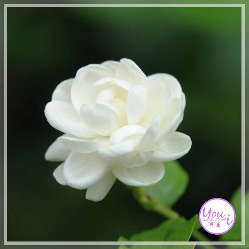 Jual Benih JASMINE Biji Bunga Melati | Shopee Indonesia