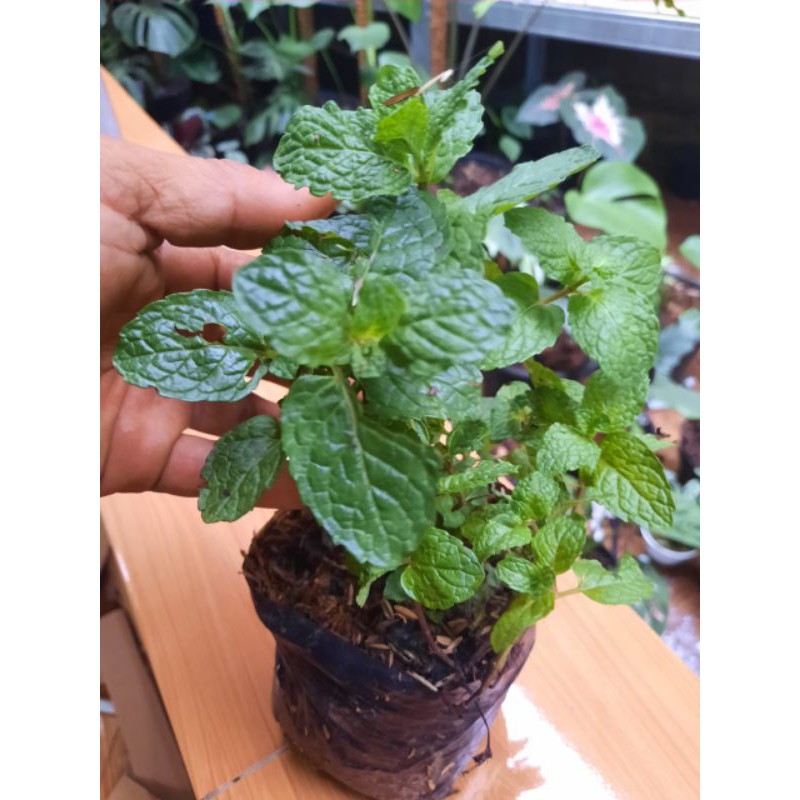 Jual POHON MINT/PEPPERMINT -tanaman herbal toga | Shopee Indonesia
