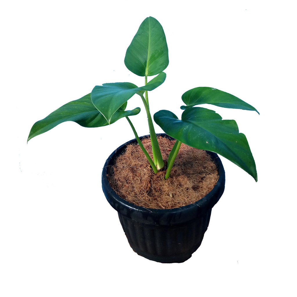 Jual Tanaman Philo Marble | Shopee Indonesia