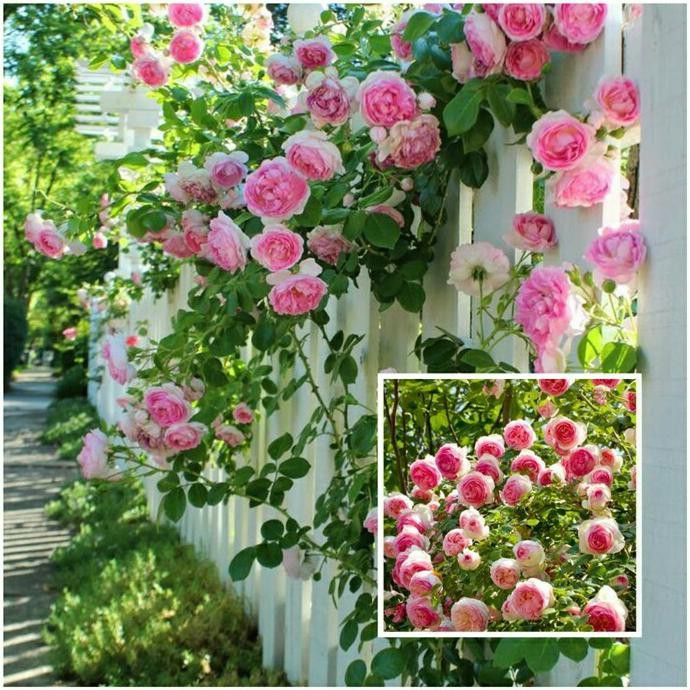 Jual Crv Bibit Tanaman Hias Climbing Rose / Mawar Rambat | Shopee Indonesia