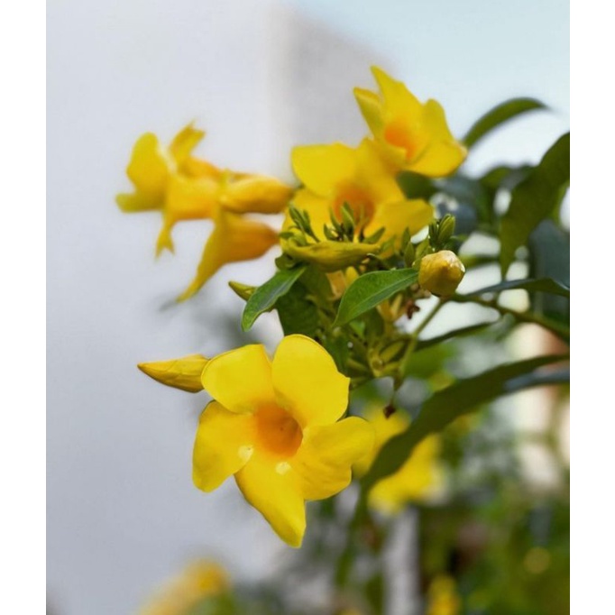 Jual tanaman hias bunga alamanda bunga terompet kuning | Shopee Indonesia