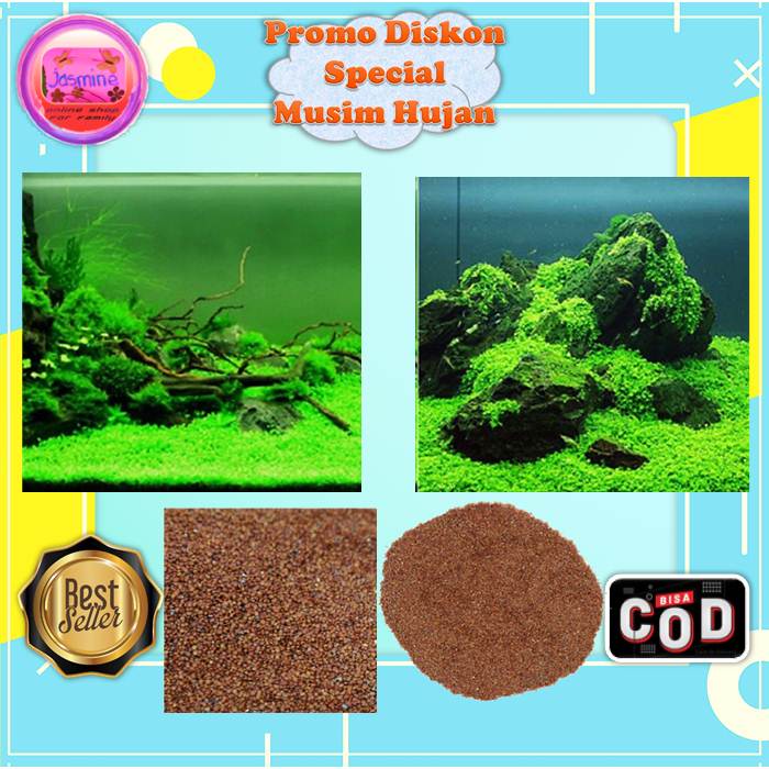 Jual Aneka Jenis Bibit Rumput Air Dekorasi Aquarium karpet Landscape ...
