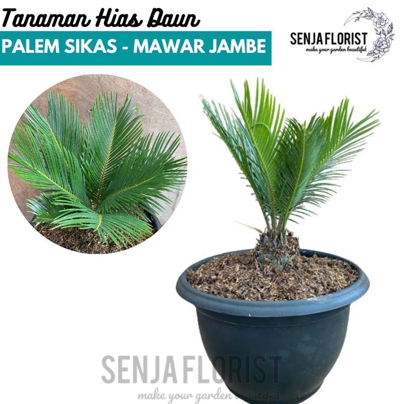 Jual Tanaman Palem Sikas Dewasa - Mawar Jambe Dewasa | Shopee Indonesia