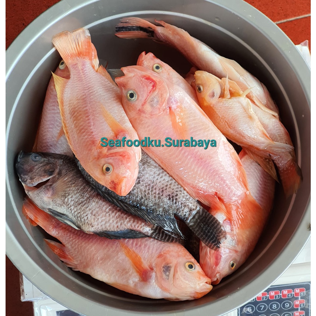 Jual Ikan Nila Merah & Nila Hitam/Mujaer Utuh BERSIH Fresh 1Kg ...