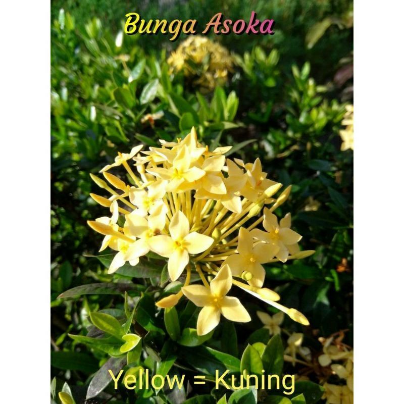 Jual bunga asoka mini suko pink putih kuning orange merah asoka jambon ...